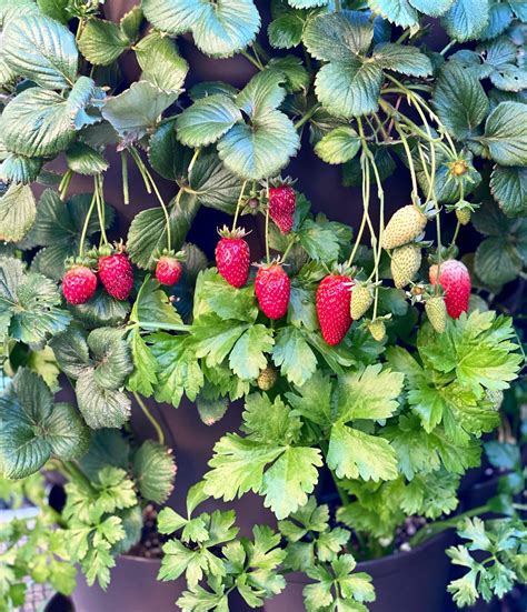 How To Grow Strawberries Vertically Your Easy Step By Step Guide