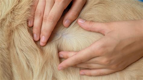 Calcinosis Cutis And Mucinosis In Dogs My Pet Nutritionist