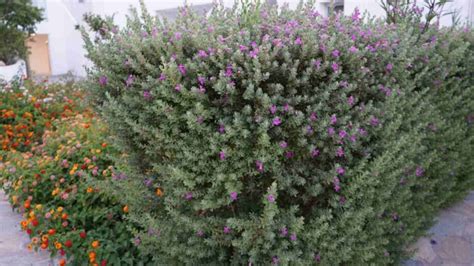 How To Plant Grow And Care For Texas Sage Cenizo