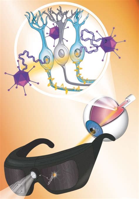Blind Patient Recovers Partial Vision With Optogenetics The Scientist