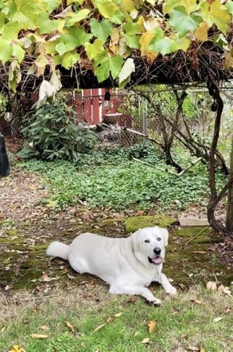 Handsome Bohdi R Greatpyrenees