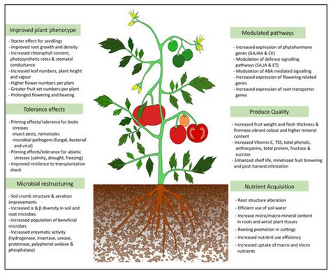 Biostimulant Properties Of Seaweed Extracts In Plants Implications Towards Sustainable Crop
