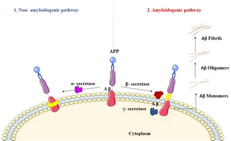 Processing Of App 1 Non Amyloidogenic Pathway The Enzyme