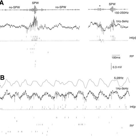 Parallel Recorded Of Interneurons And Pyramidal Cells In The Ca1