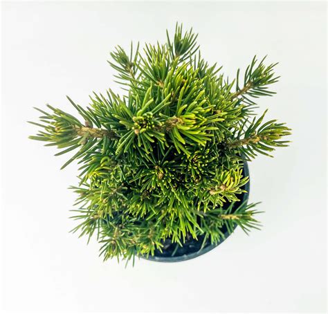 Tompa Norway Spruce Magic Valley Gardens