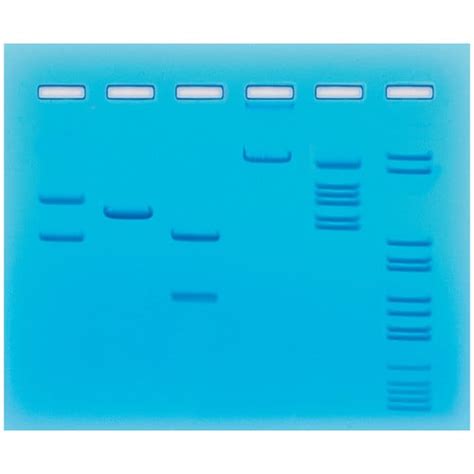 102 Restriction Enzyme Cleavage Of Plasmid And Lambda Dna