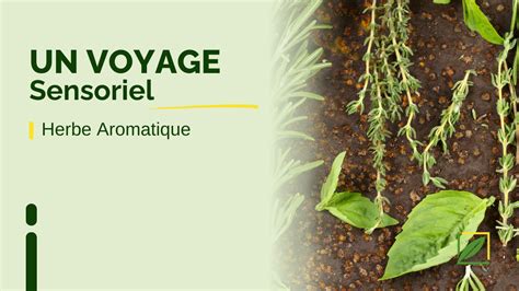 Herbe Aromatique Pepiniere Sénégal
