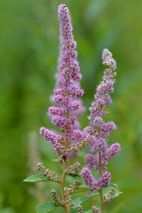 Spiraea Tomentosa Hardhack Fsus
