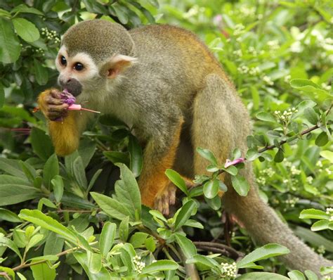 Genus Saimiri Squirrel Monkeys — Coke Smith Wildlife