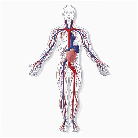 Human Circulatory System Vector Premium Ai Generated Vector
