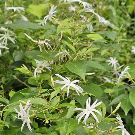 Angel Wing Jasmine Shining Jasmine Star Jasmine Royal Jasmine