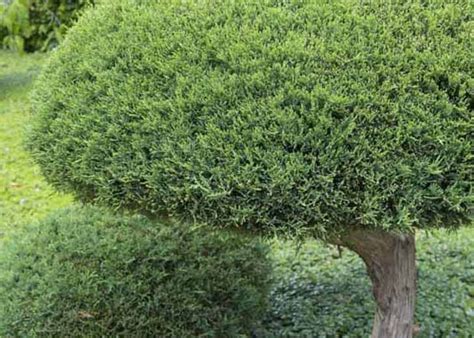 Hetz Blue Juniper Shopic