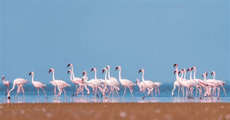 Chhari Dhand Bird Sanctuary Rann Of Kutch Timings Entry Fee Safari Cost Safari Booking