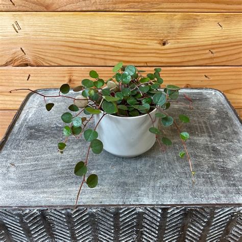 Peperomia Ruby Cascade Etsy
