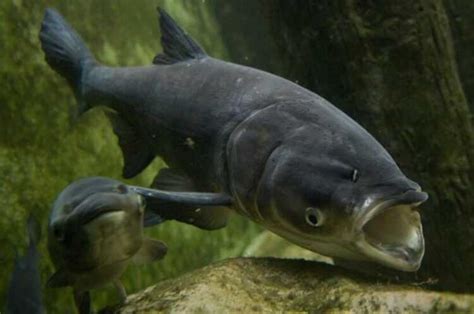 Рыба Толстолоб где обитает интересные факты как выглядит как ловить