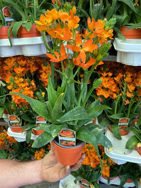 Maison Pirson Jemelle Added A New Maison Pirson Jemelle