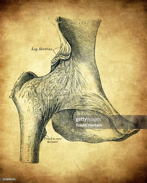 Hip Joint High Res Vector Graphic Getty Images