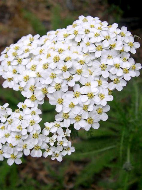 Achillea Millefolium Common Yarrow World Of Flowering Plants