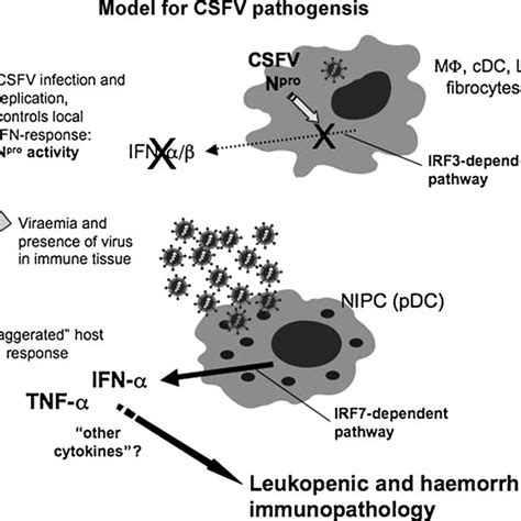 Importance Of Pdc For Cdc Maturation Events A Comparison Of
