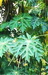 Papain Ipcrude Papain Ippapain Ip Manufacturersupplier India