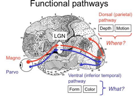 Exam 2 Lecture Flashcards Quizlet