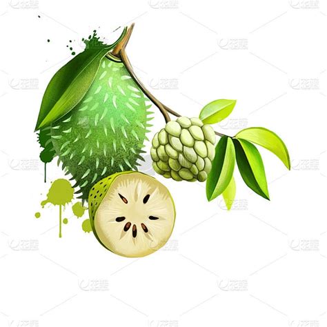 番荔枝，番荔枝。番荔枝种是直根，常绿或半落叶，热带乔木或灌木。瓜纳巴纳，格拉维奥拉和苏索普。世界水果素材 花瓣网