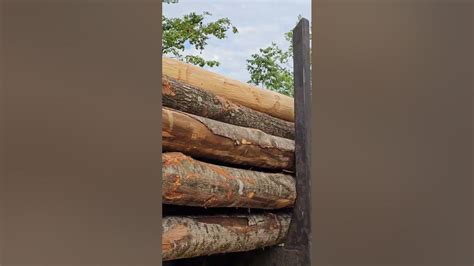 Hardwood Sawtimber‼️ Subscribe Trending Viral Shortvideo Logging Shortsfeed Shorts Viral