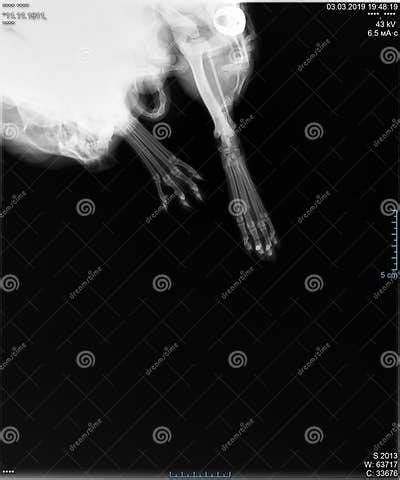 X Ray Of Cat`s Paw Fracture Radiograph Of The Broken Paw Of A Cat