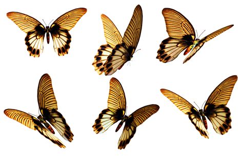 Flying Butterfly Png Free Download