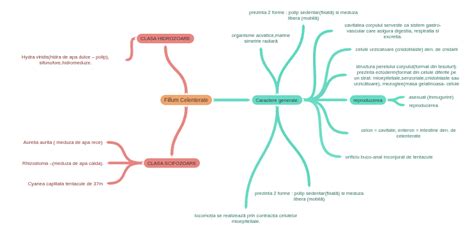 Fillum Celenterate Coggle Diagram