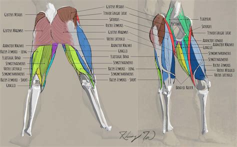 Khang Ta Art Thigh And Gluteal Muscles