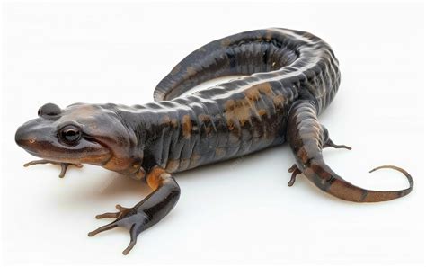 Premium Photo Exploring The World Of The Hellbender Salamander