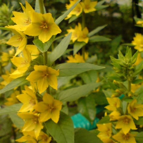 Hypericum Project Noah