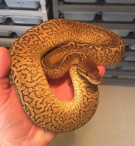 Monsoon Ball Python Traits Morphpedia