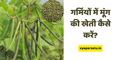 गर्मियों में मूंग की खेती कैसे करें Mung Ki Kheti Kaise Kare