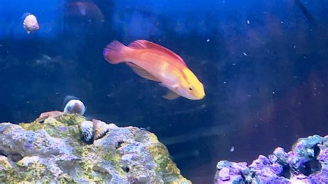 Reef Musing The Most Beautiful Reef Safe Wrasse Is The Epitome Of