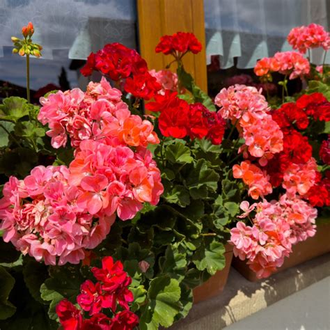 How To Save Geraniums 3 Easy Ways To Save For Next Year