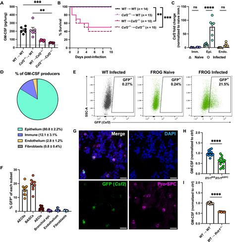 Gm Csfmediated Epithelial Immune Cell Cross Talk Orchestrates