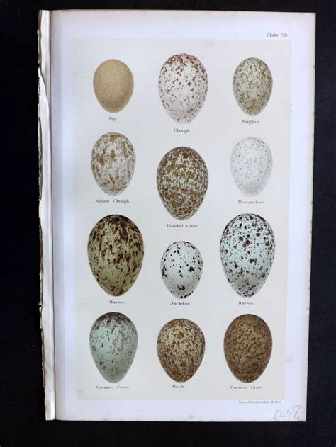 Magpie And Egg