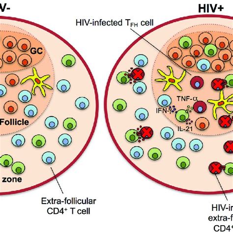 Pdf Follicular Cd8 T Cells Origin Function And Importance During Hiv Infection