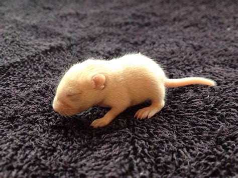Newborn Gerbil Astonishing Gerbil Facts Burgess Pet Care