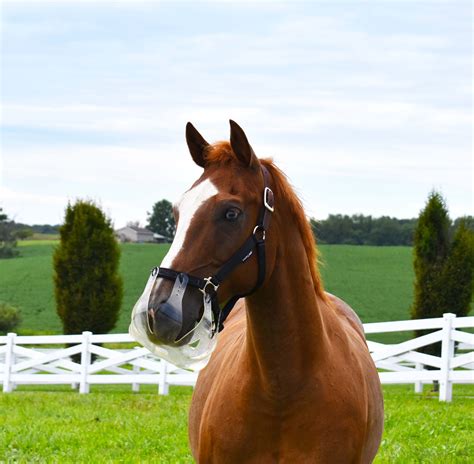 Flexible Filly Grazing Muzzle Thinline Australia