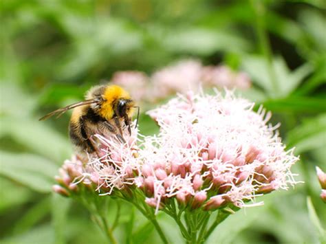 The Crucial Role Of Bees In Pollination And Biodiversity Az