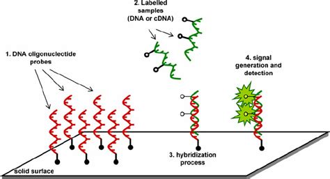 Basic Steps Of Microarray Analysis The Synthetic Oligonu Cleotides