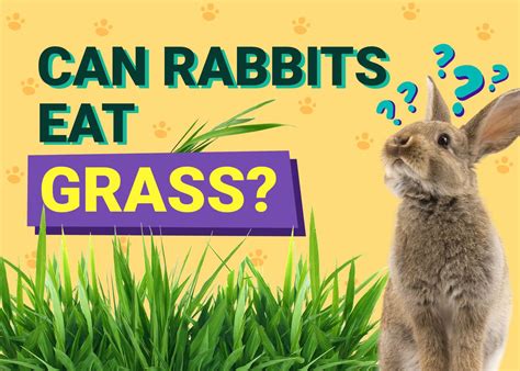 Can Rabbits Eat Grass Vet Verified Facts And Faq The Vet Desk