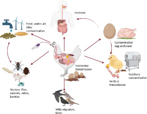 Figure 1 From Salmonella Infection In Poultry A Review On The Pathogen