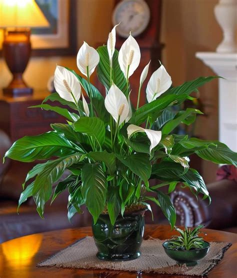 Growing A Peace Lily Spathiphyllum Is A Rewarding Experience As It