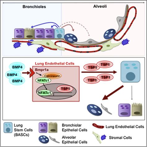 Lung Stem Cell Differentiation In Mice Directed By Endothelial Cells