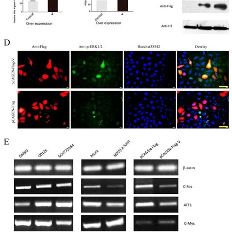 The Extracellular Signal Regulated Kinase Erk12 Inhibitors U0126