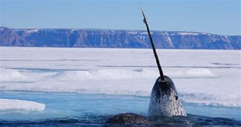 Narwhal Tusk
